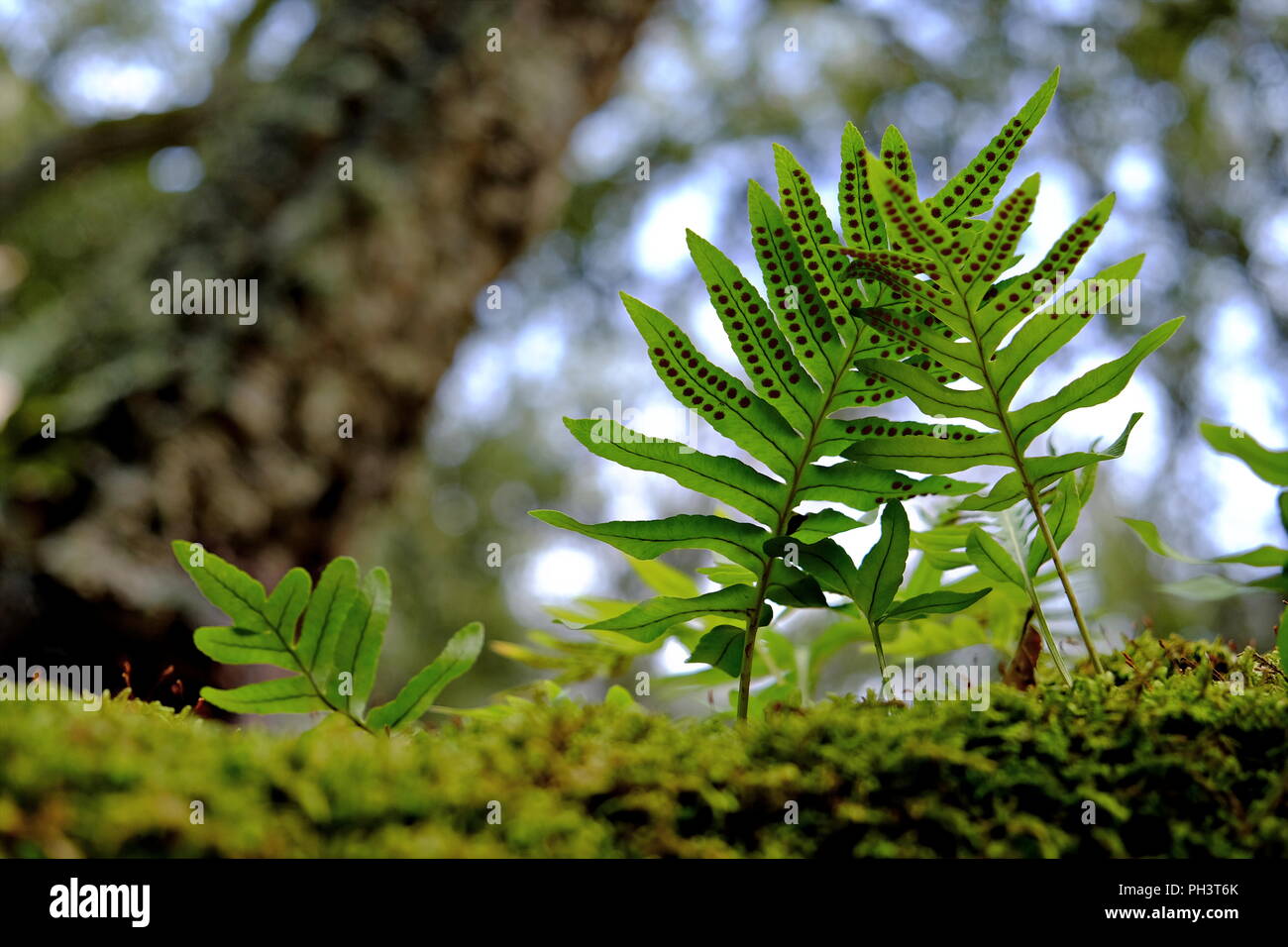 Musk fern hi-res stock photography and images - Alamy