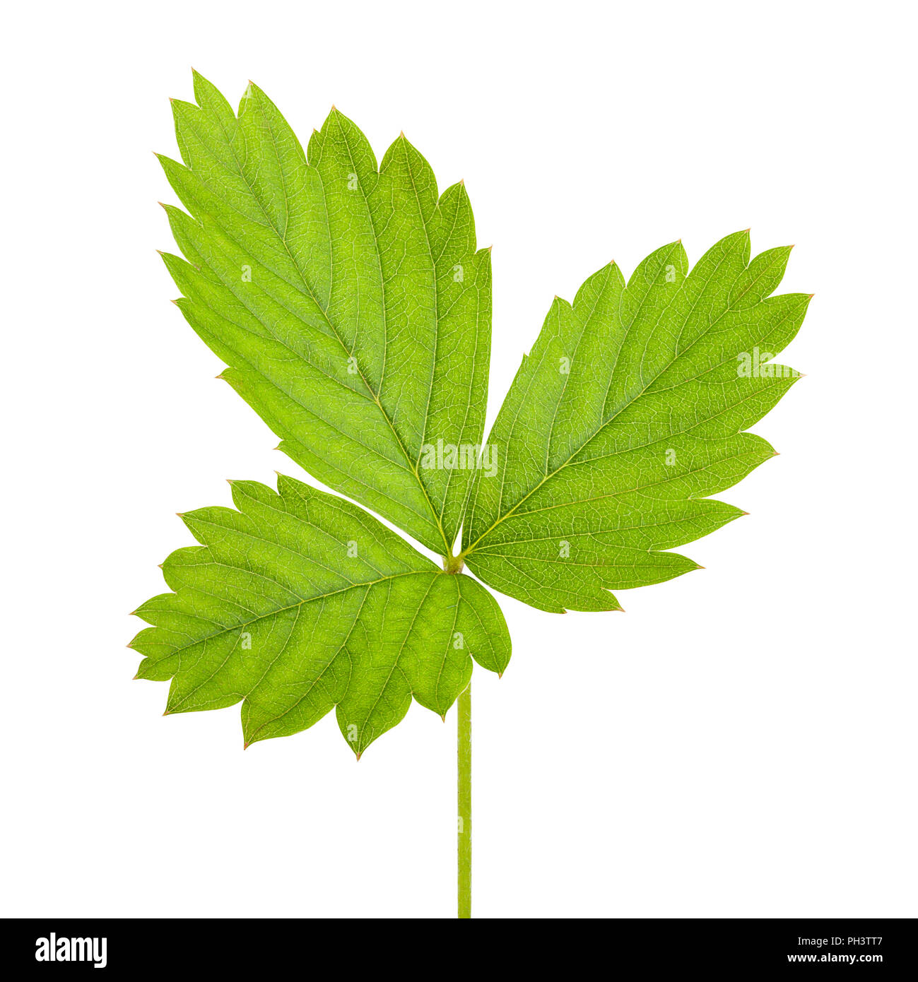 strawberry leaf isolated on white background, clipping path, full depth ...
