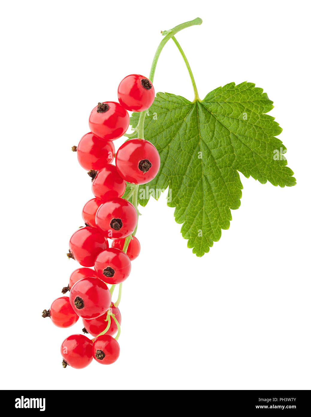 Red currant isolated on white background, clipping path, full depth of ...
