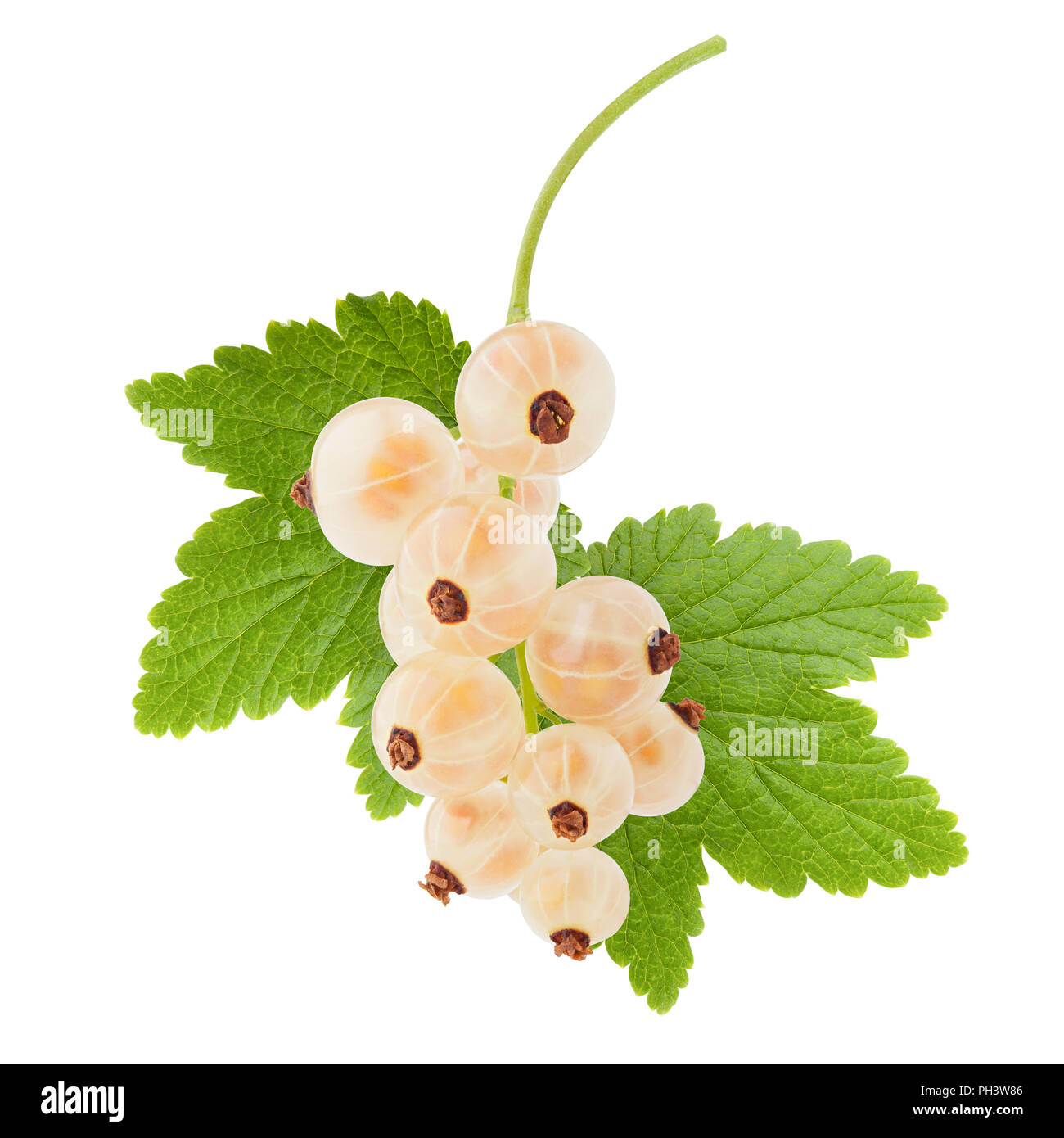 white currant isolated on white background, clipping path, full depth ...