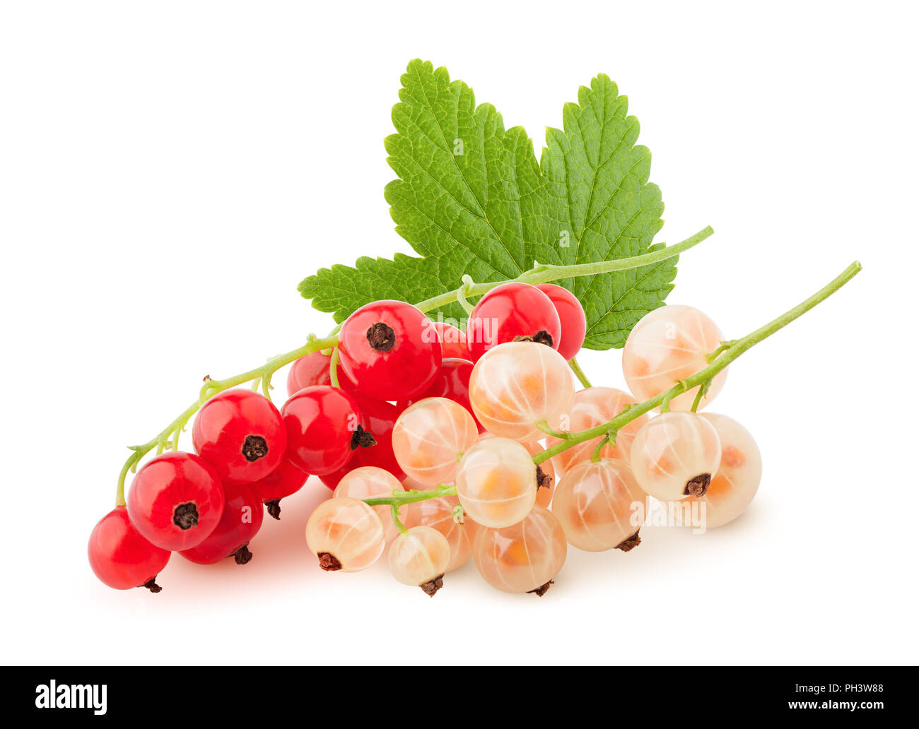 white and red currant isolated on white background, clipping path, full ...