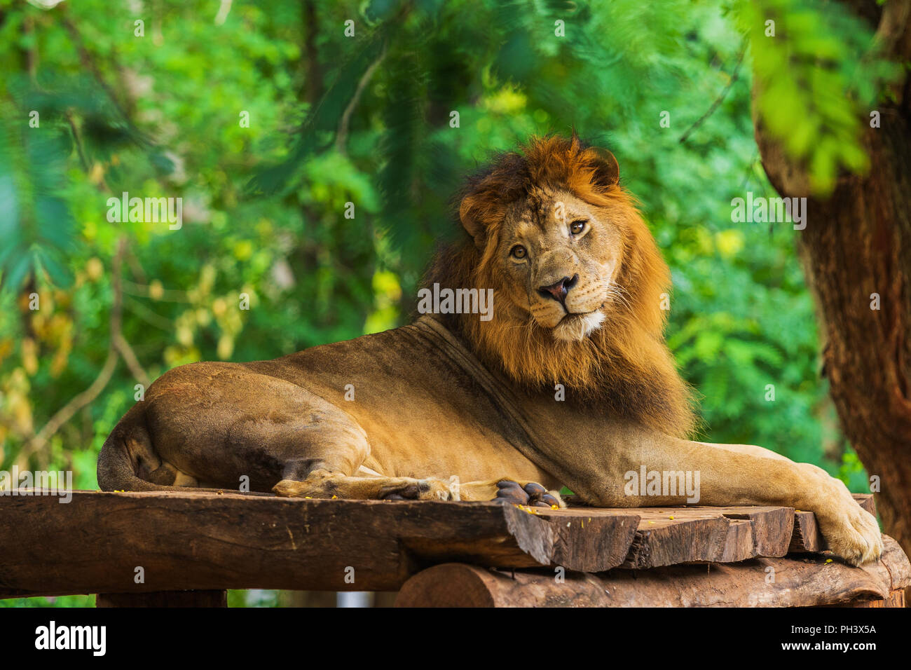 male lion resting near a tree Stock Photo - Alamy