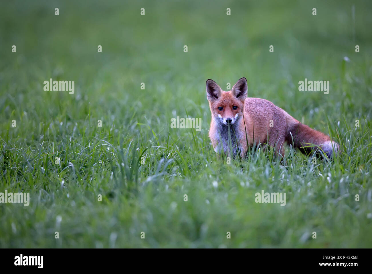 Red fox hunting mice hi-res stock photography and images - Alamy