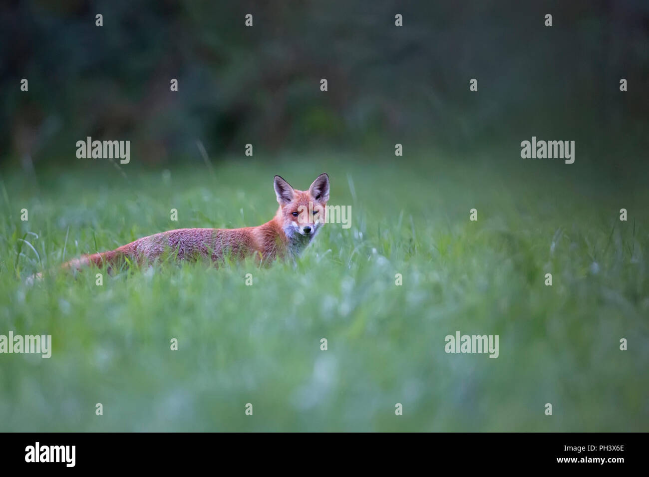 Red fox hunting mice hi-res stock photography and images - Alamy