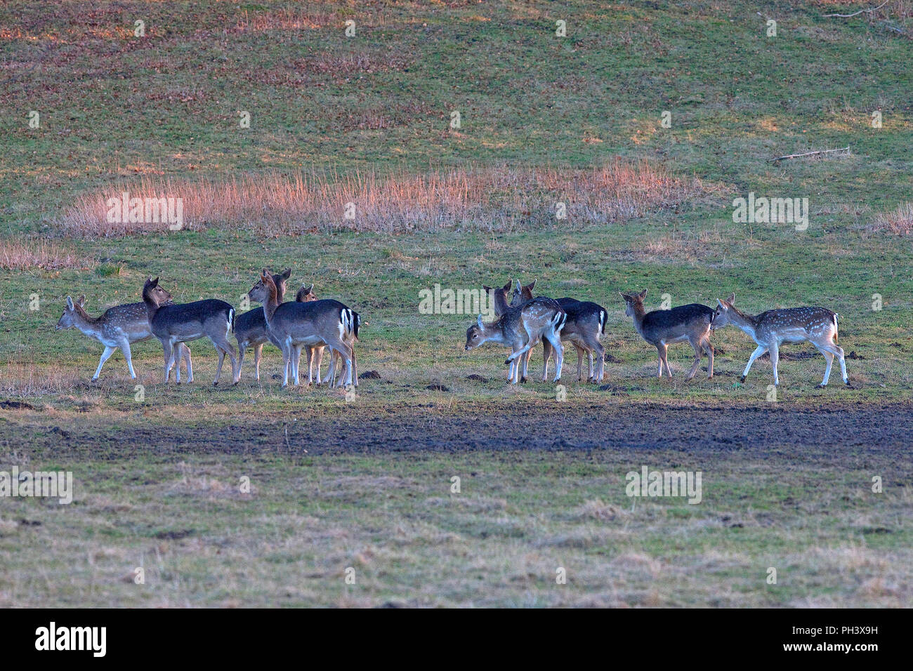 Deers legs hi-res stock photography and images - Alamy