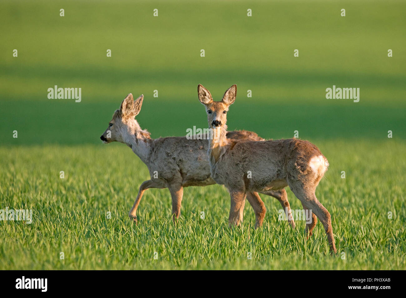 Deers legs hi-res stock photography and images - Alamy