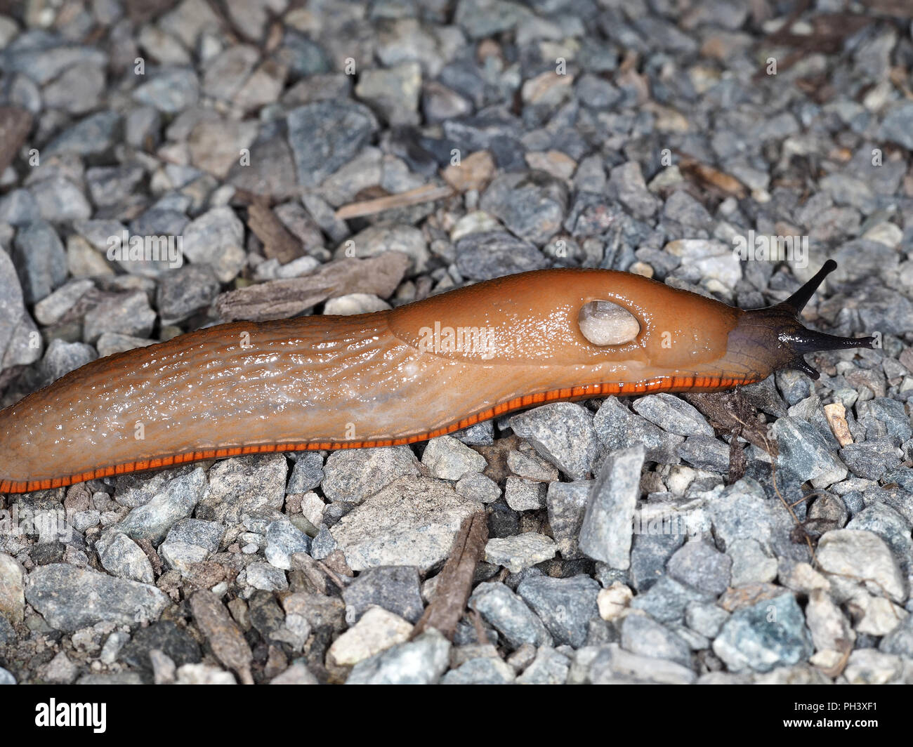 Slug breathing pore pneumostome hi-res stock photography and images - Alamy