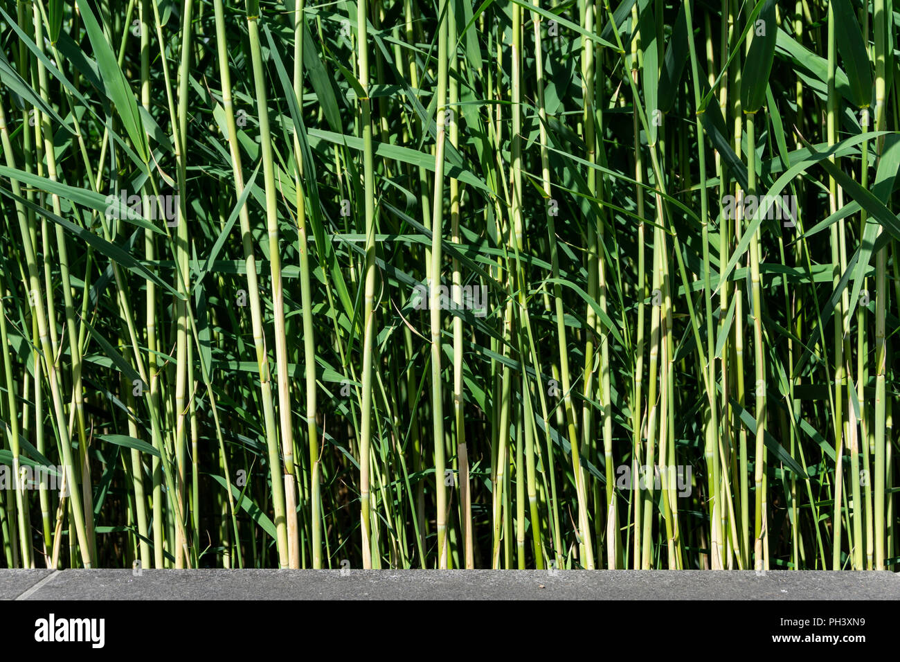 Reed Frame High Resolution Stock Photography and Images - Alamy
