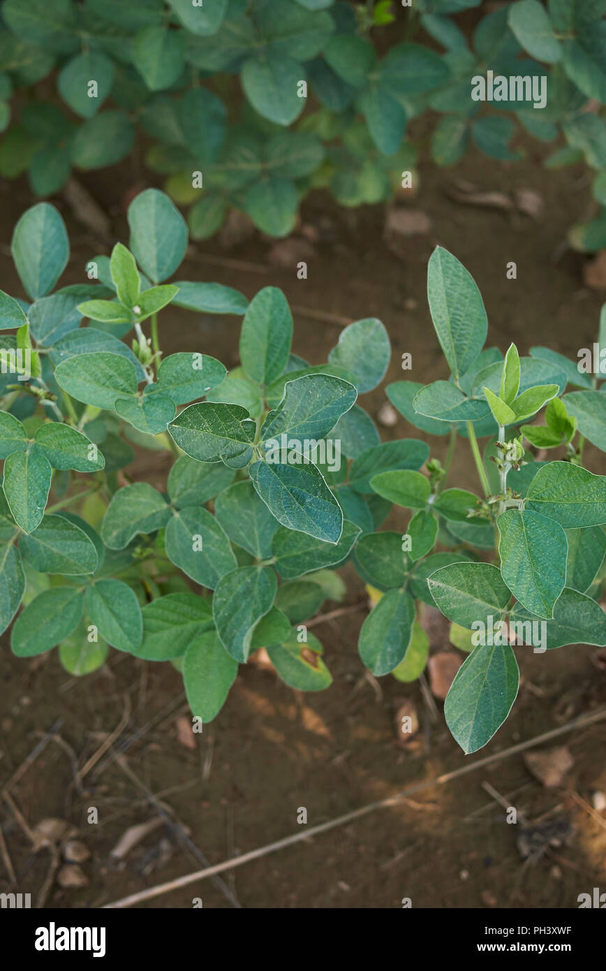 Soybean crop hi-res stock photography and images - Alamy