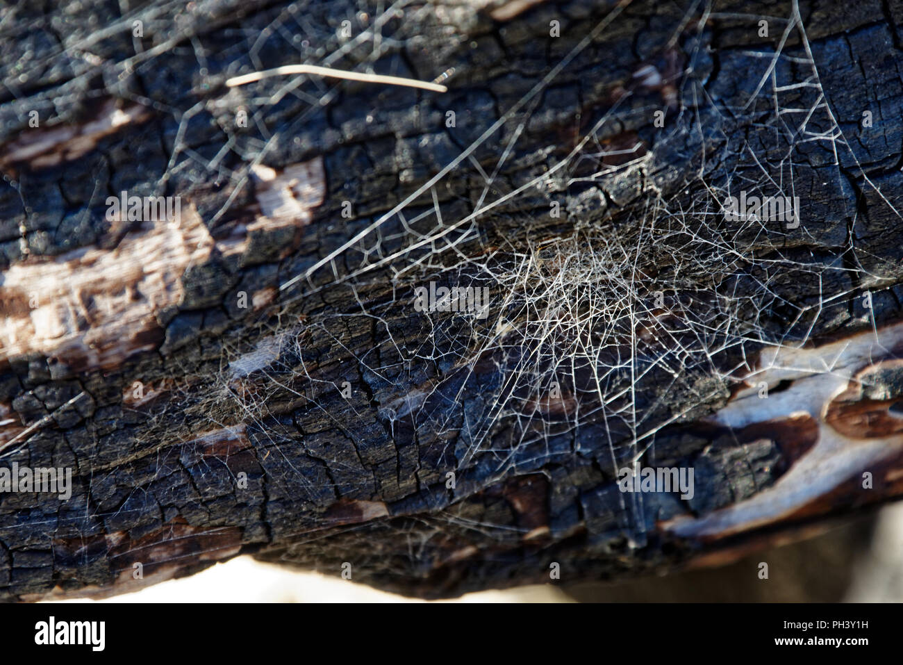 Tree spiders hi-res stock photography and images - Alamy