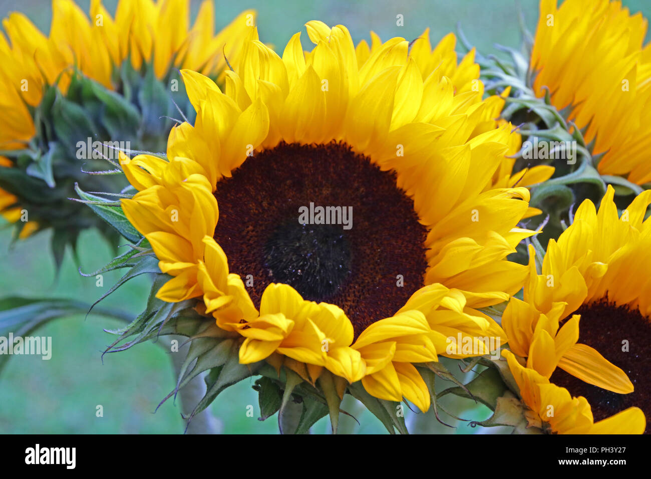 Bright sunflowers hi-res stock photography and images - Alamy