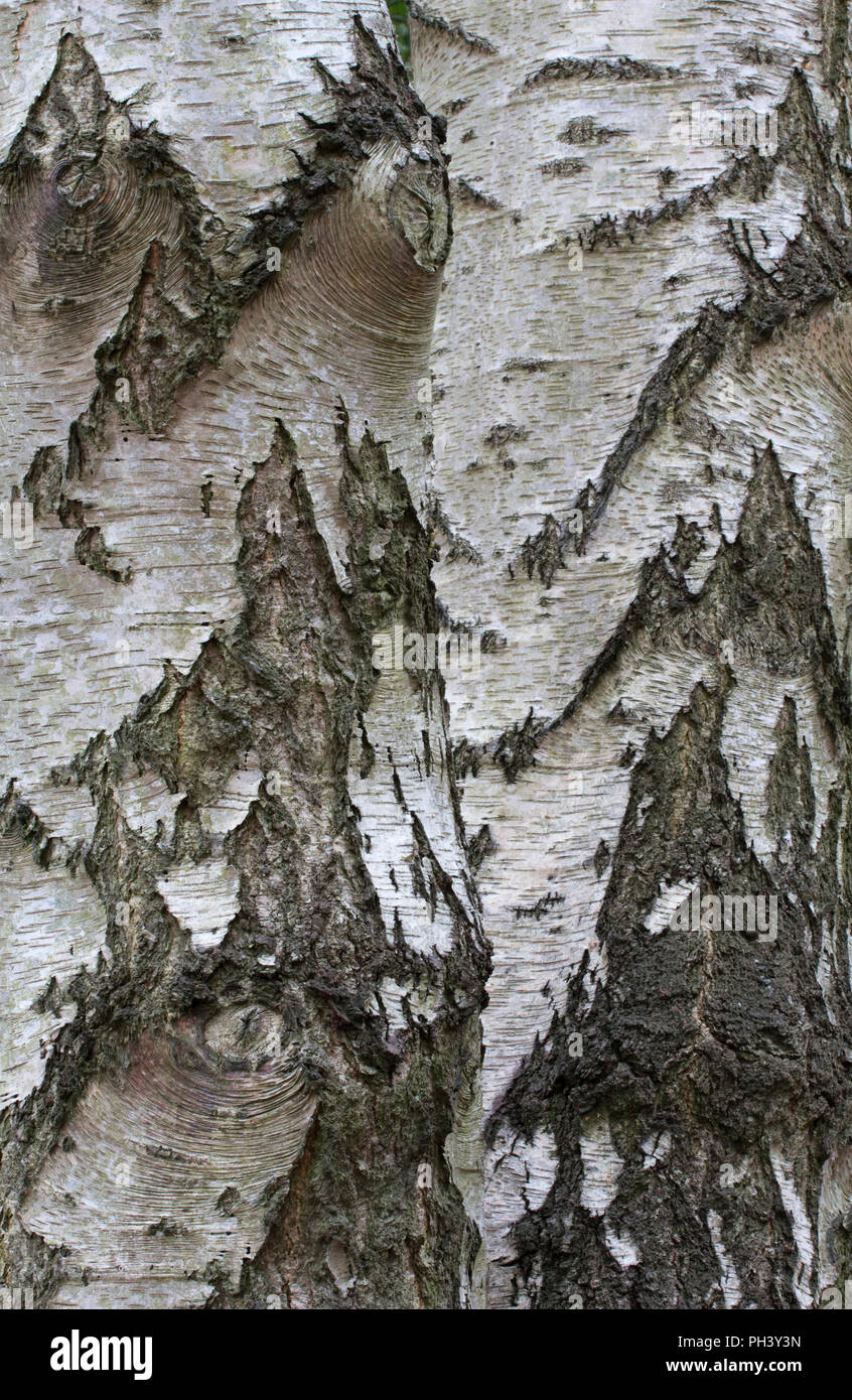 Betula pendula texture hi-res stock photography and images - Alamy