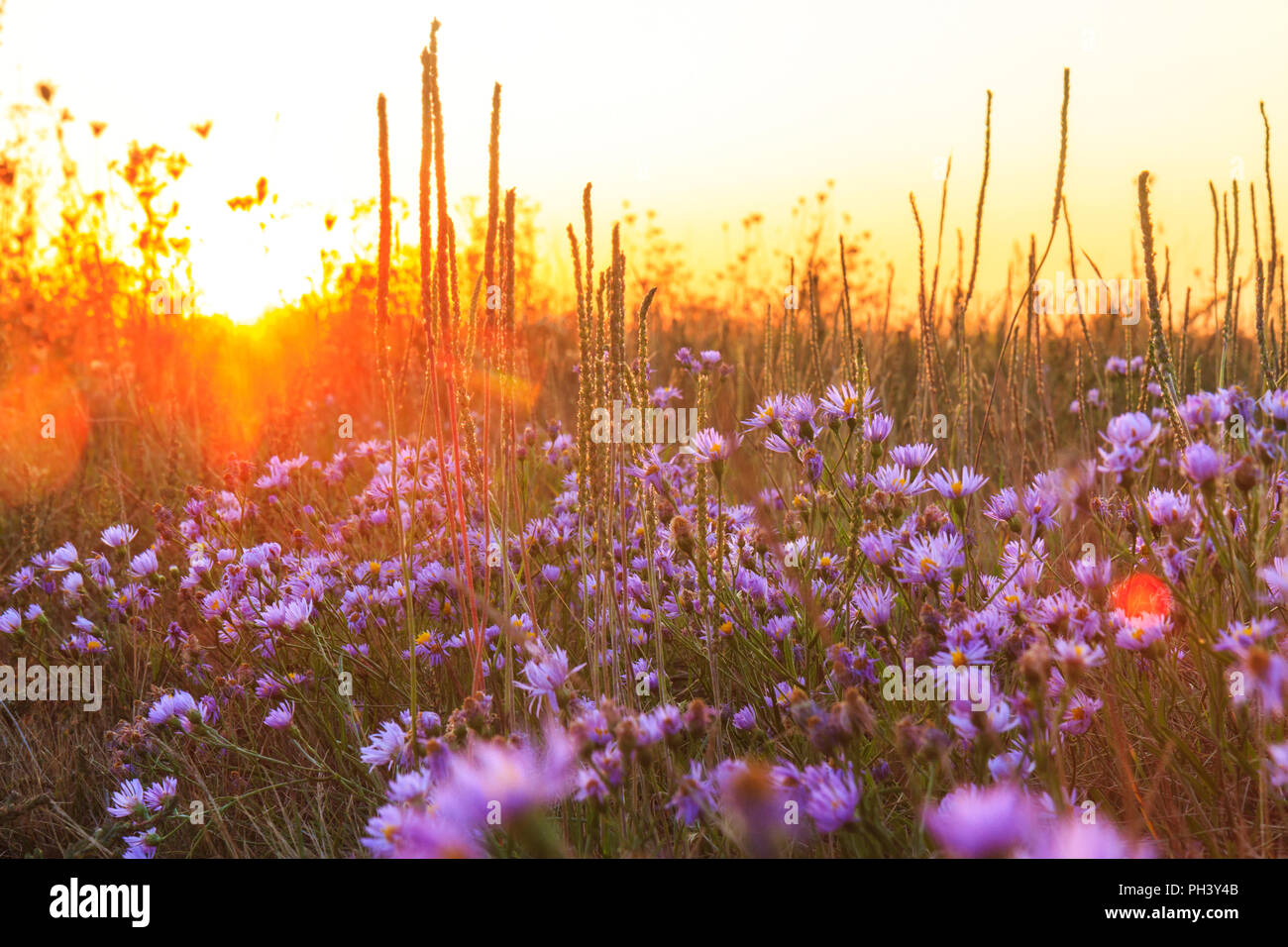 Field Of Flowers At Sunset