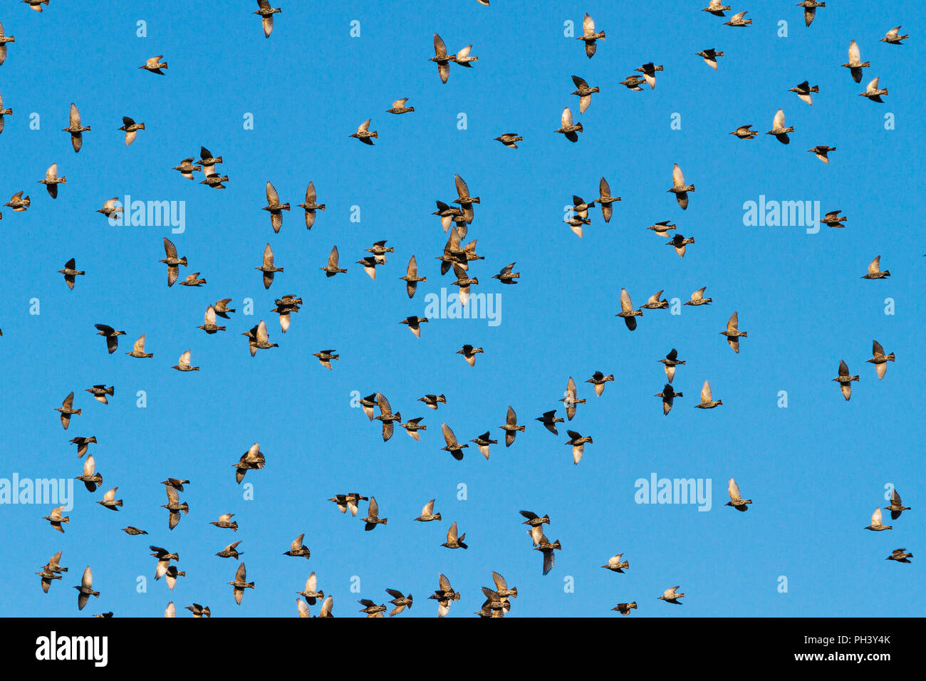 birds fly beautifully along the blue sky Stock Photo - Alamy