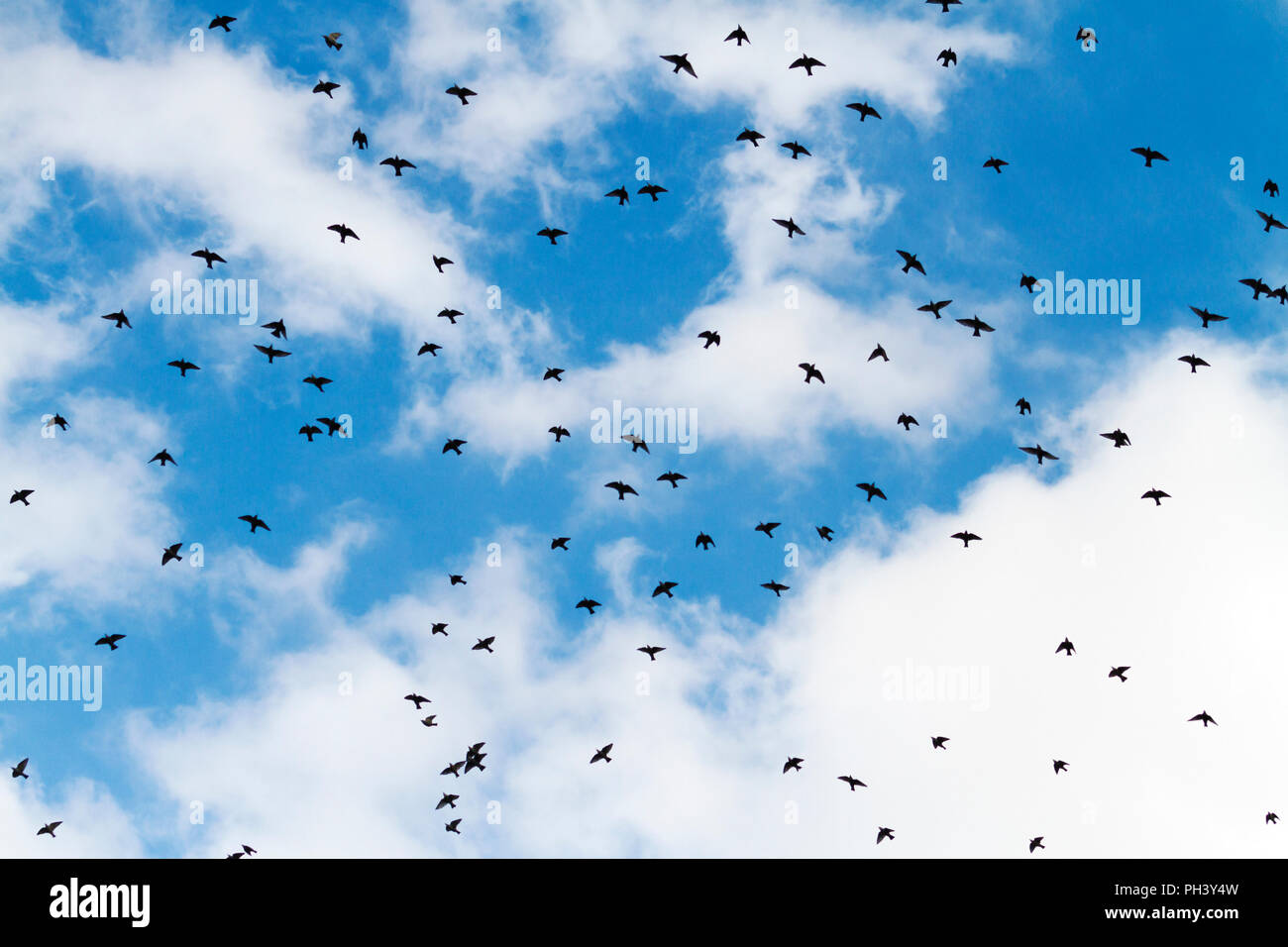 blue fresh sky and birds on it in flight Stock Photo - Alamy