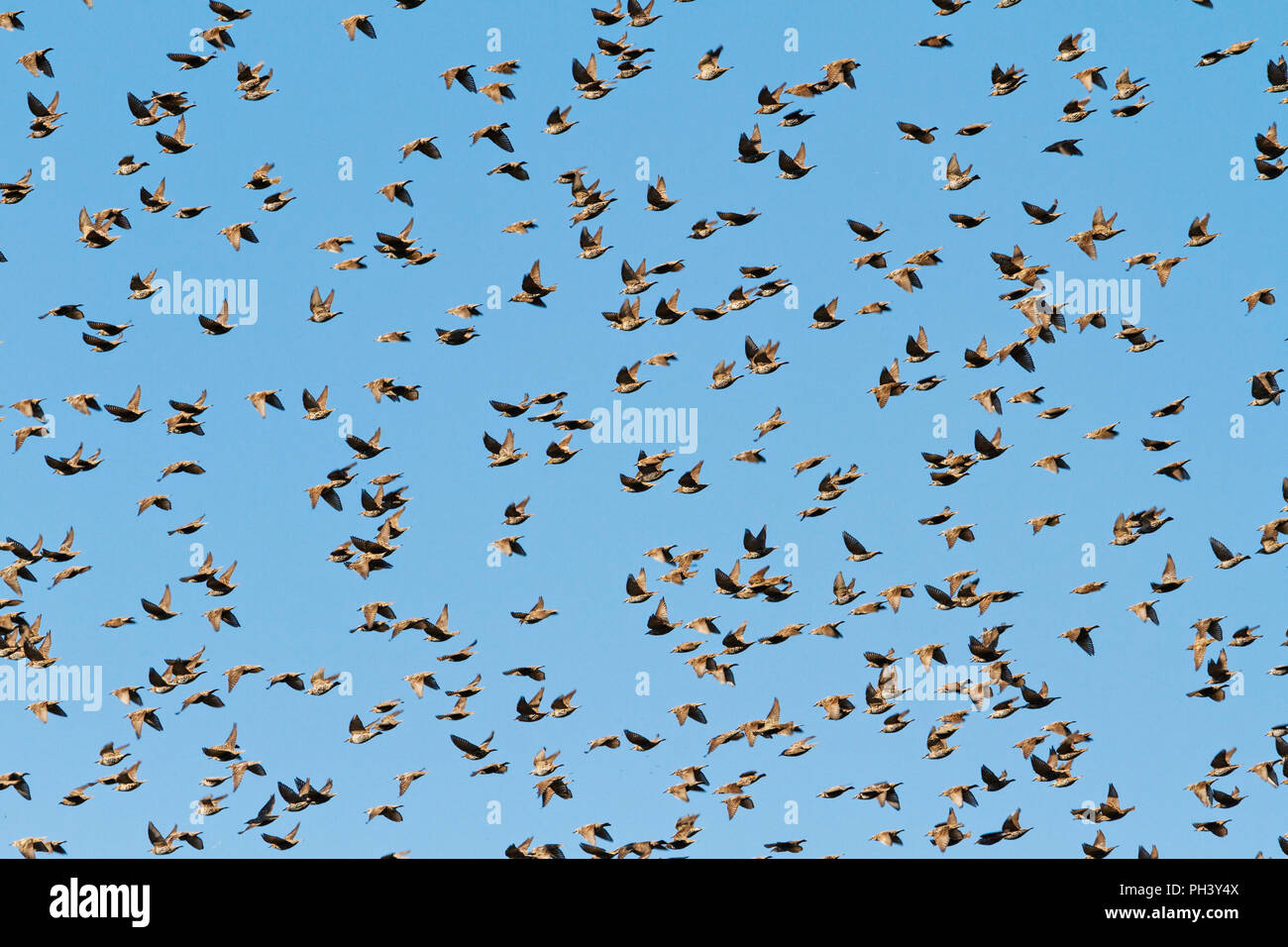 flock of birds flying fast over the blue sky Stock Photo - Alamy