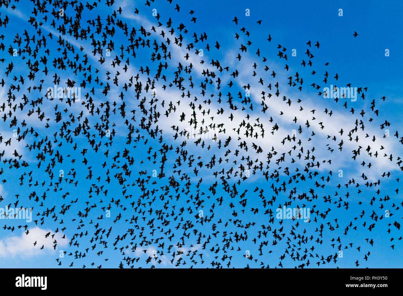 Birds of a feather flock together hi-res stock photography and images ...