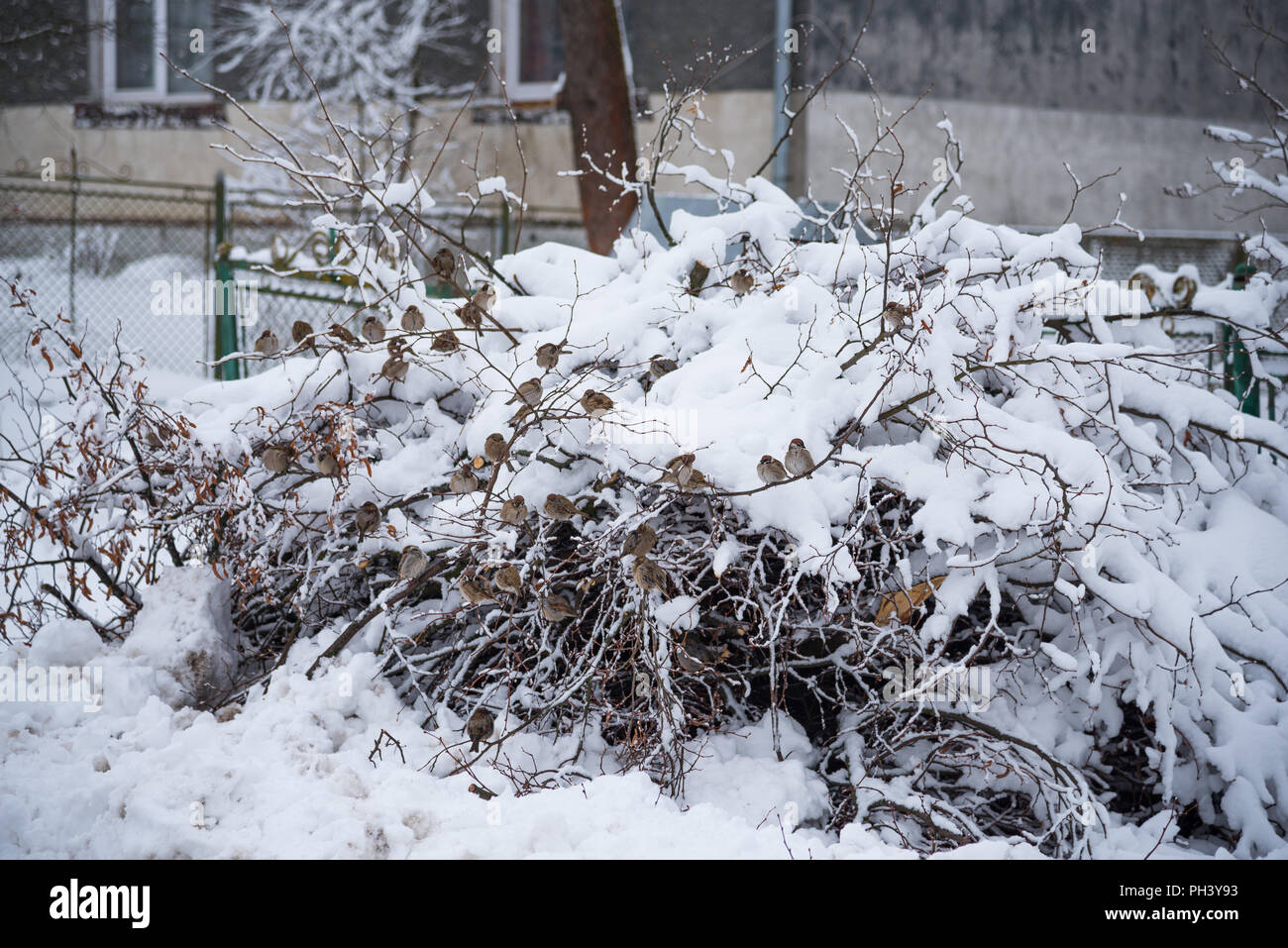 Five sparrows hi-res stock photography and images - Alamy