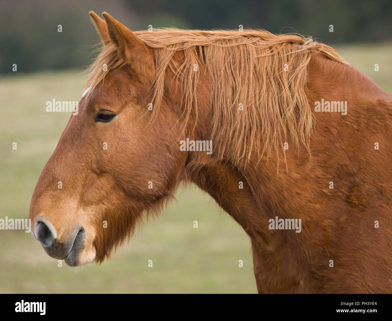 A head shot of a Suffolk Punch horse against a paddock Stock Photo - Alamy