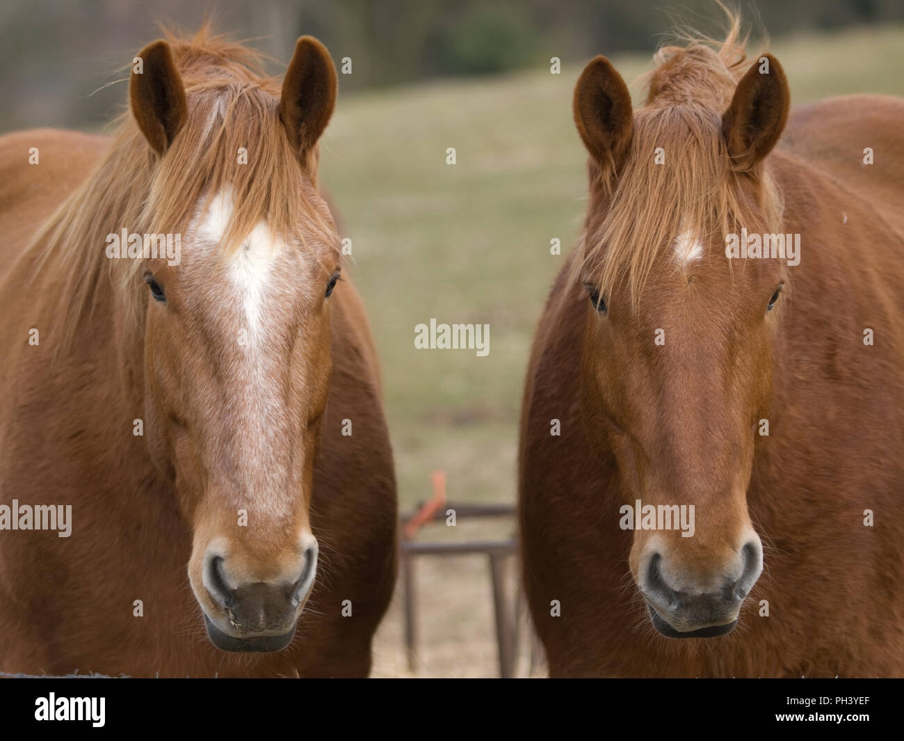 Two horses running together hi-res stock photography and images - Alamy