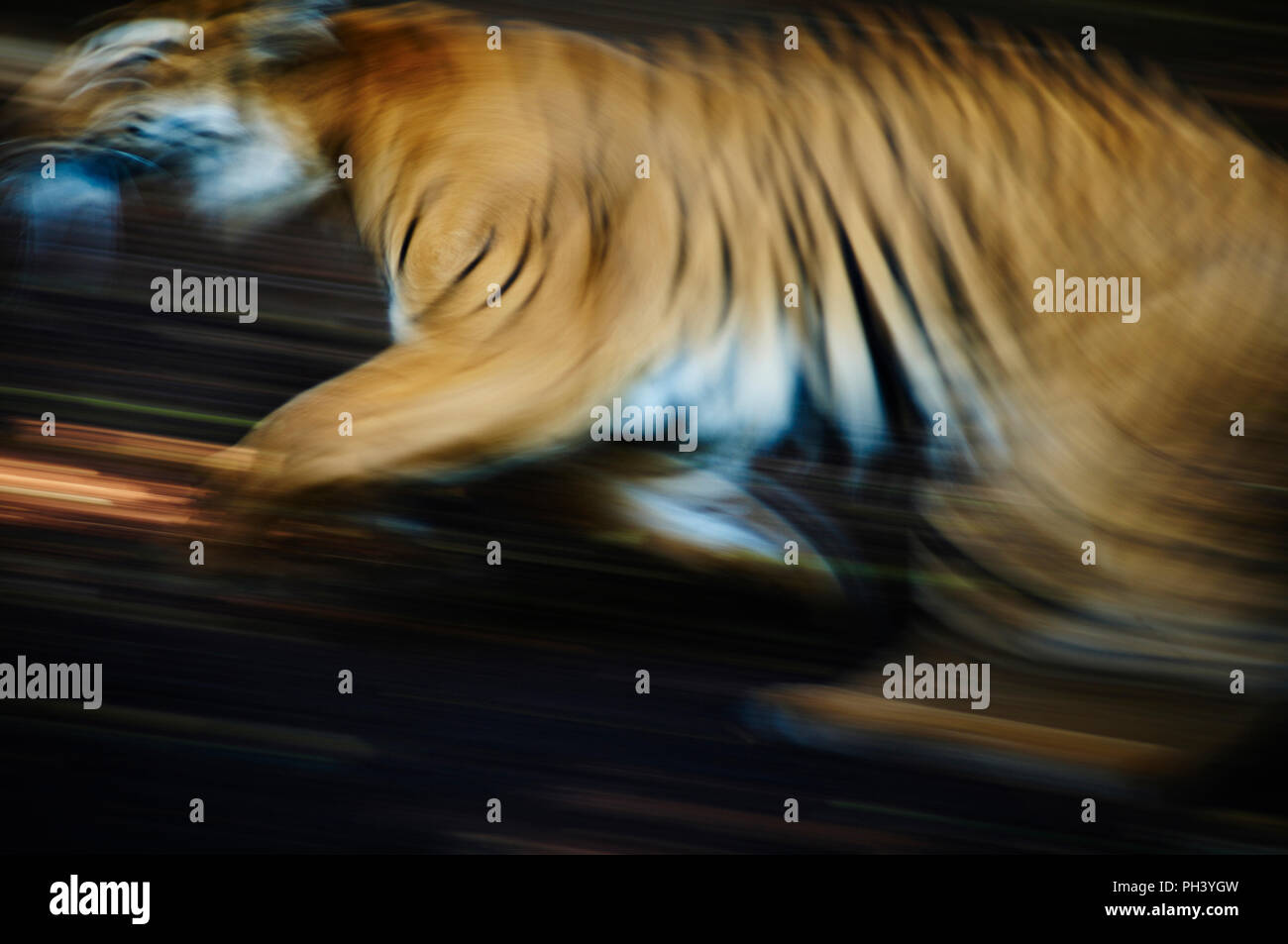 Tiger running camera hi-res stock photography and images - Alamy
