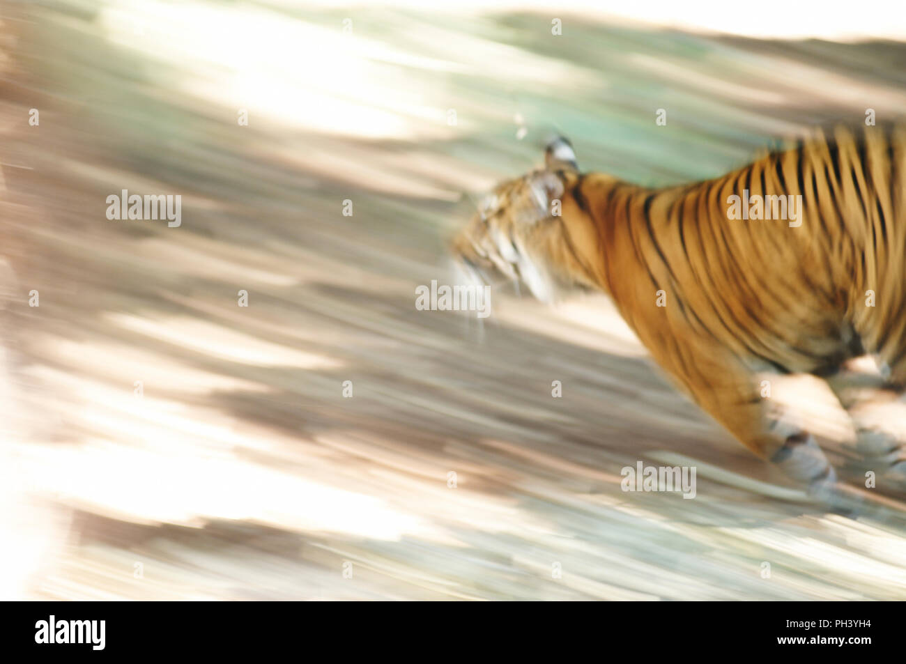 Tiger running camera hi-res stock photography and images - Alamy