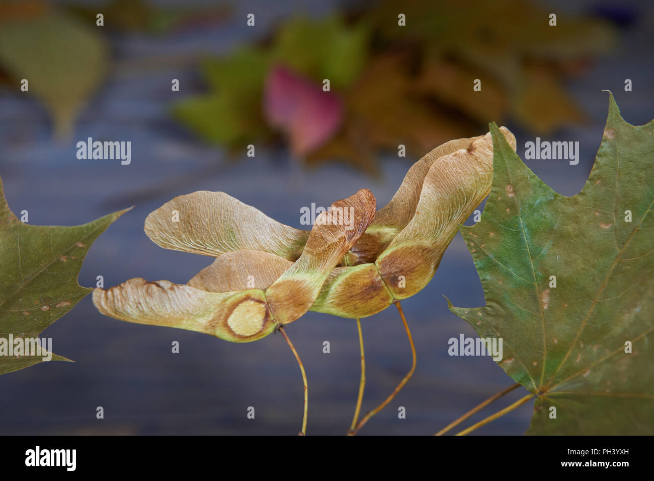 Maple seed pod hi-res stock photography and images - Alamy