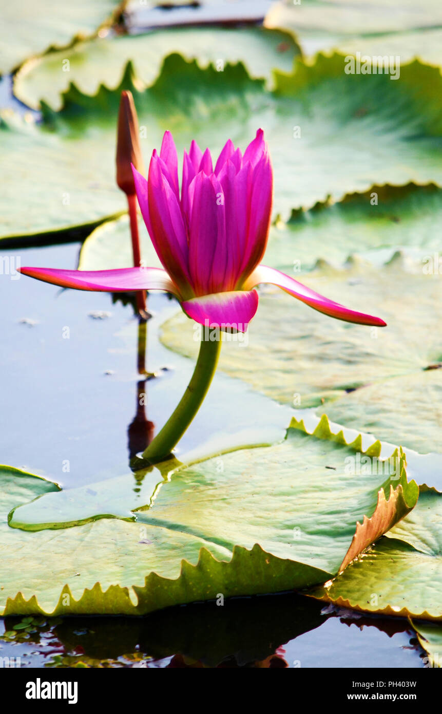 Single lotus flower in pond Stock Photo - Alamy