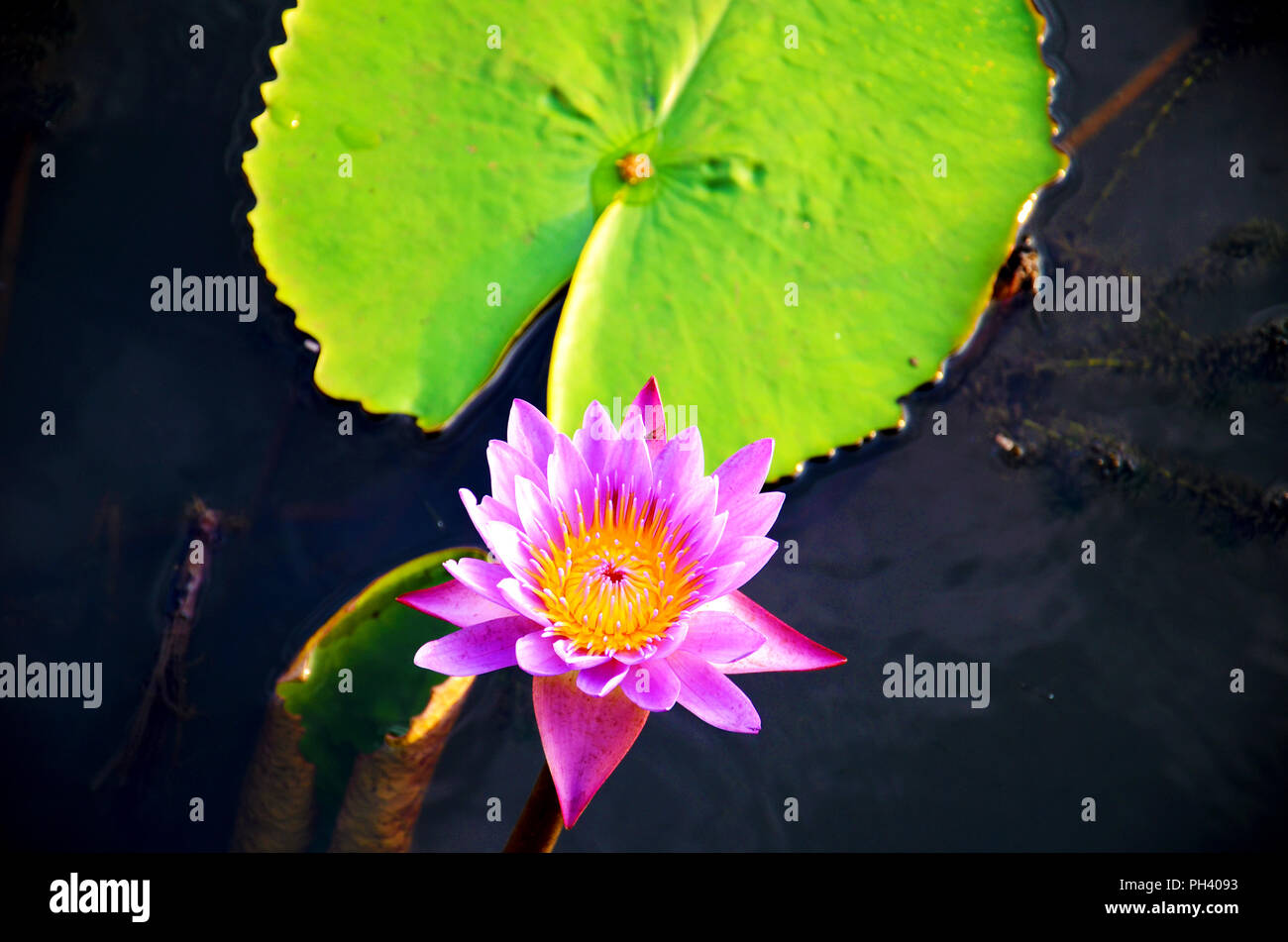 Blue lotus flower in hi-res stock photography and images - Alamy