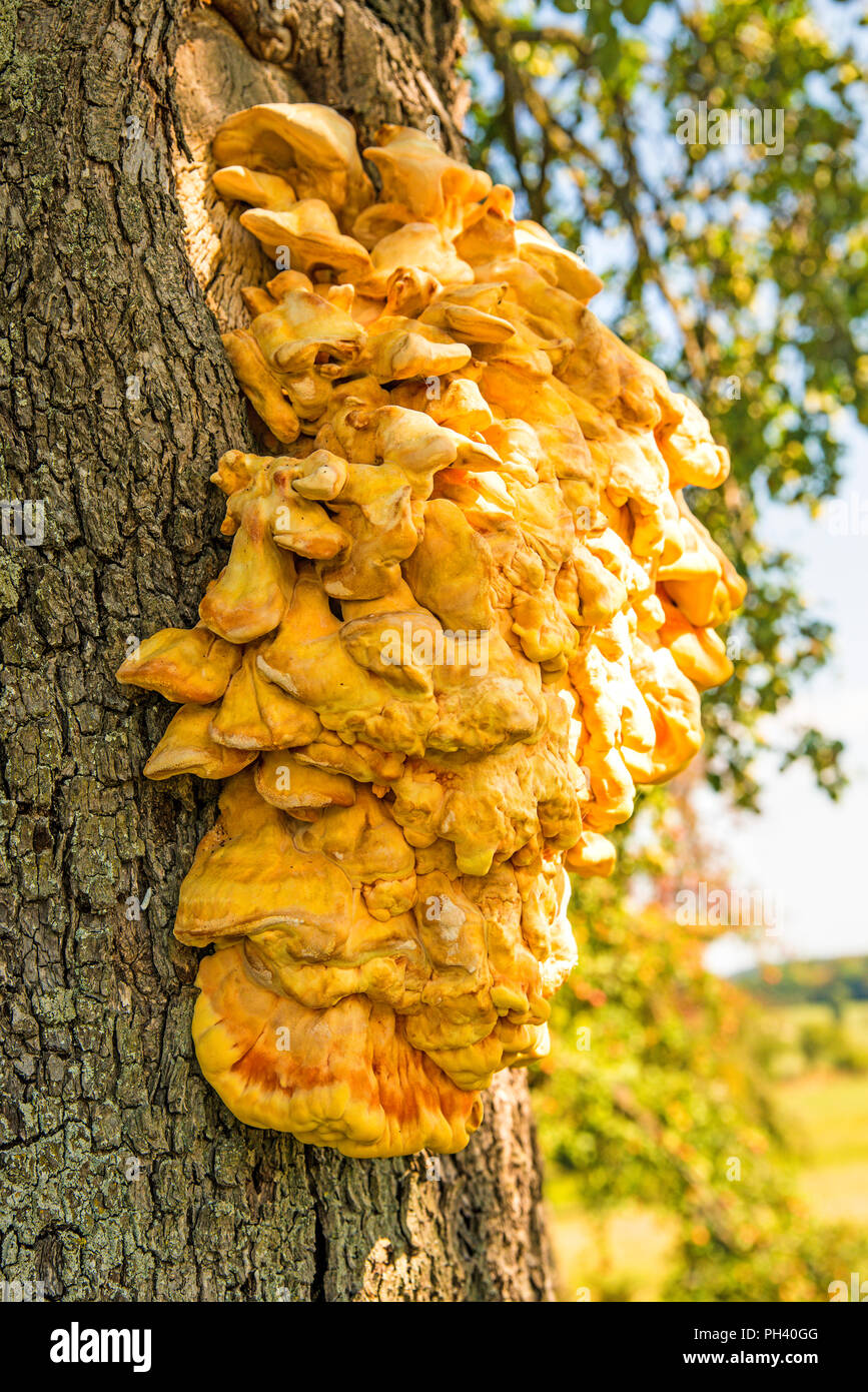 crab-of-the-woods, mushroom on an apple tree in Germany Stock Photo - Alamy