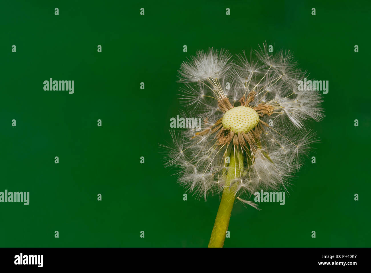 Wind pollination hi-res stock photography and images - Alamy