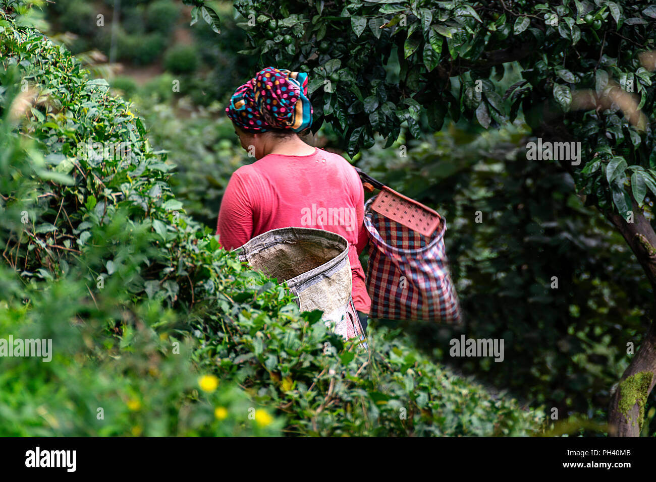 Rize turkey tea hi-res stock photography and images - Alamy