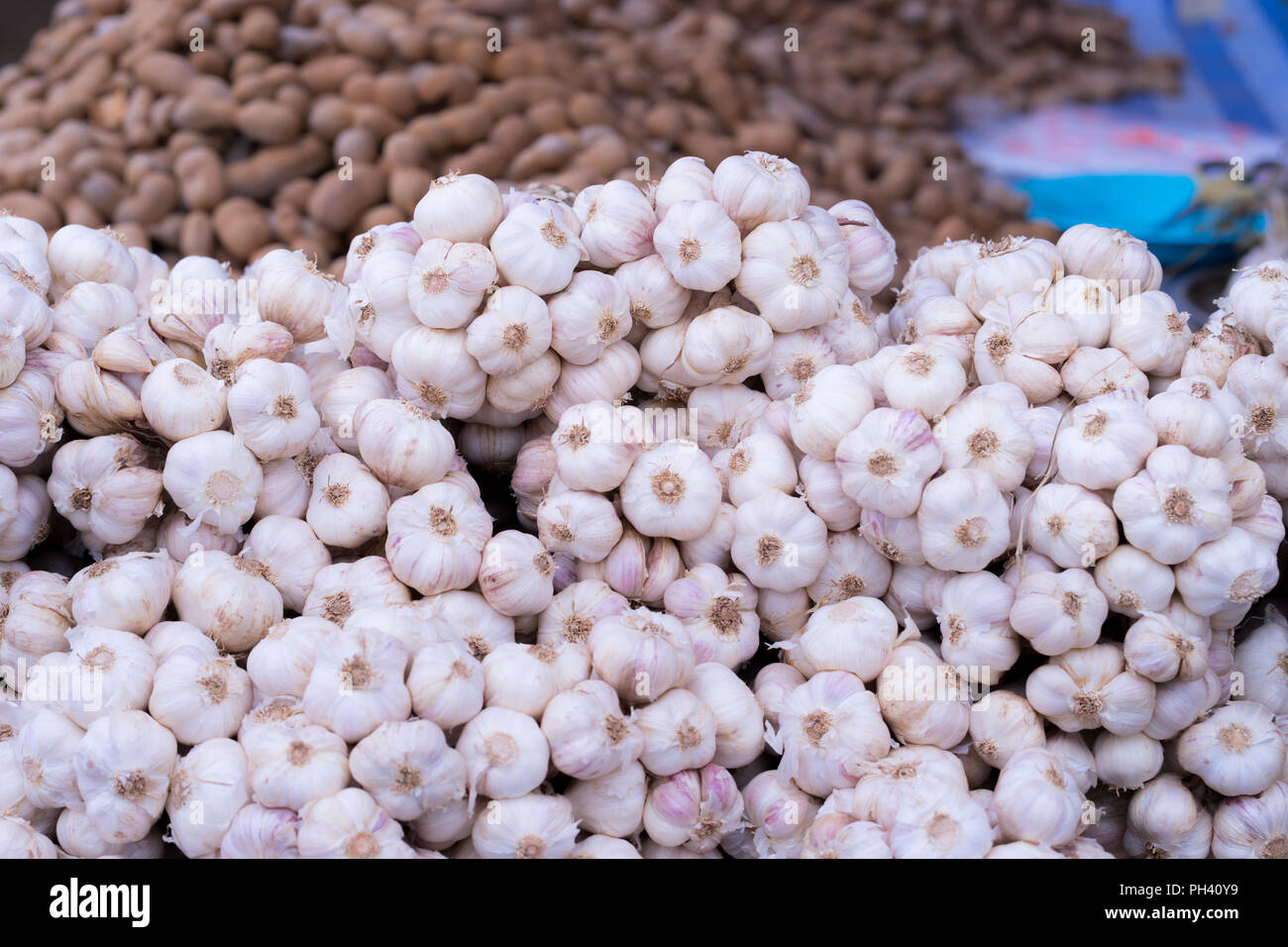Heads of garlic in drying inside a stall in a typical Italian farm that ...