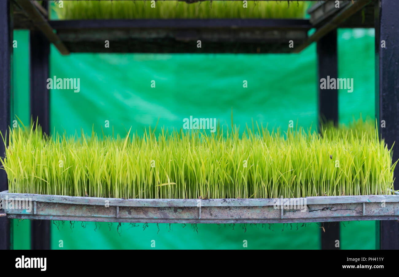 demonstrated young rice sprout, a collection of seedlings, Seedlings of ...