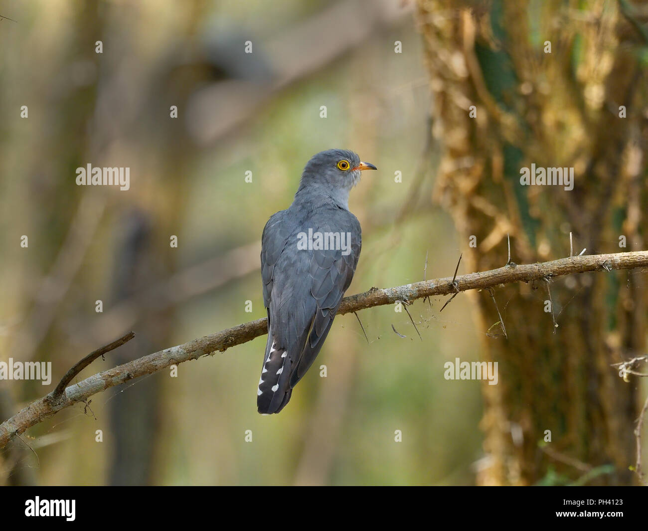 African cuckoo, Cuculus gularis, Single bird on branch, Uganda, August ...