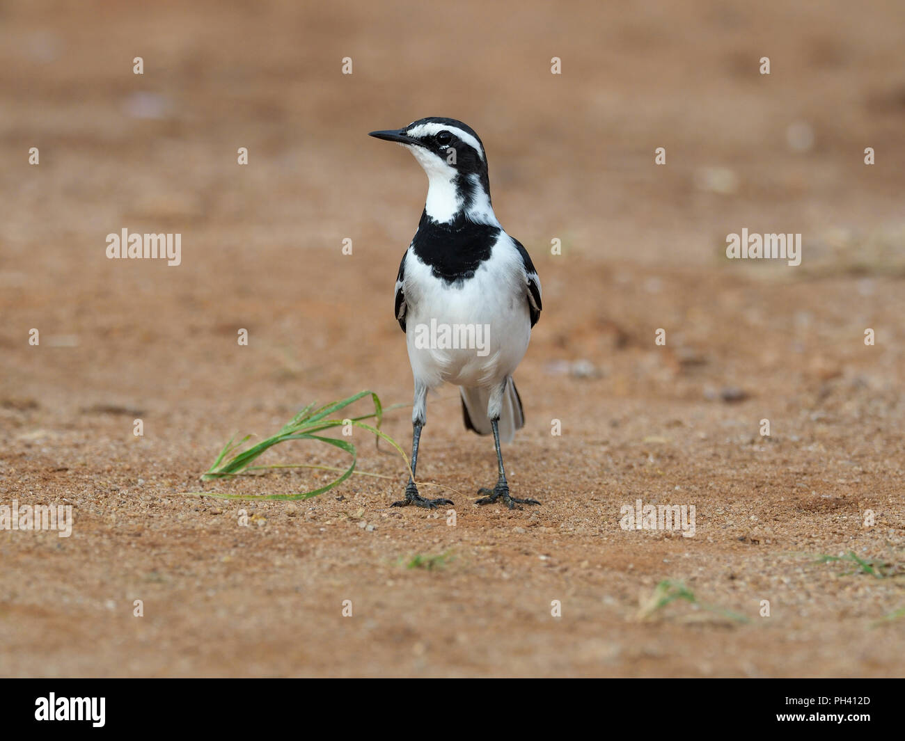 African wagtail bird hi-res stock photography and images - Alamy