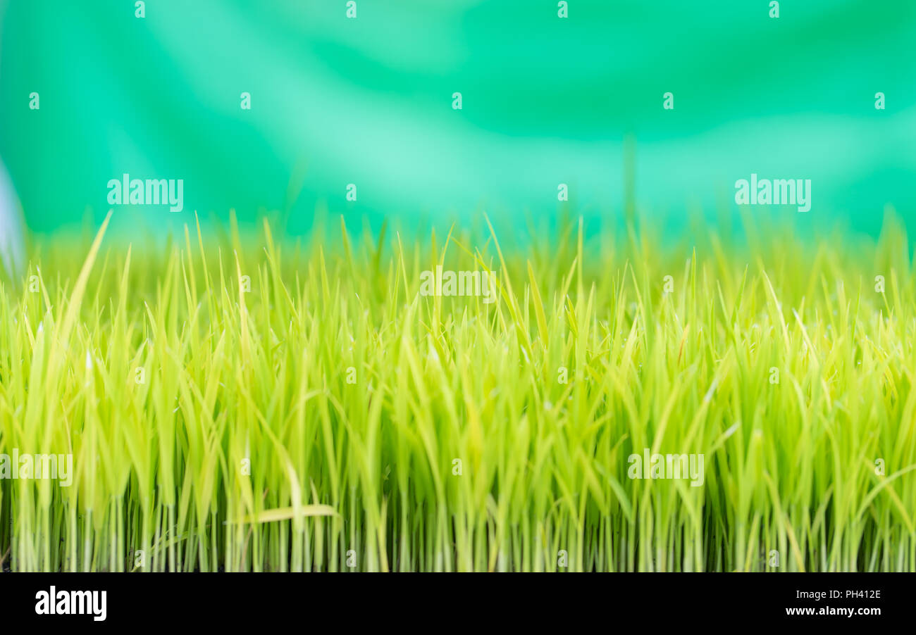 demonstrated young rice sprout, a collection of seedlings, Seedlings of ...