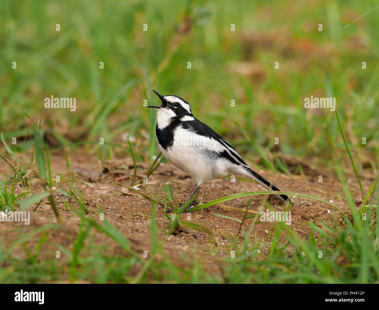 African wagtail bird hi-res stock photography and images - Alamy
