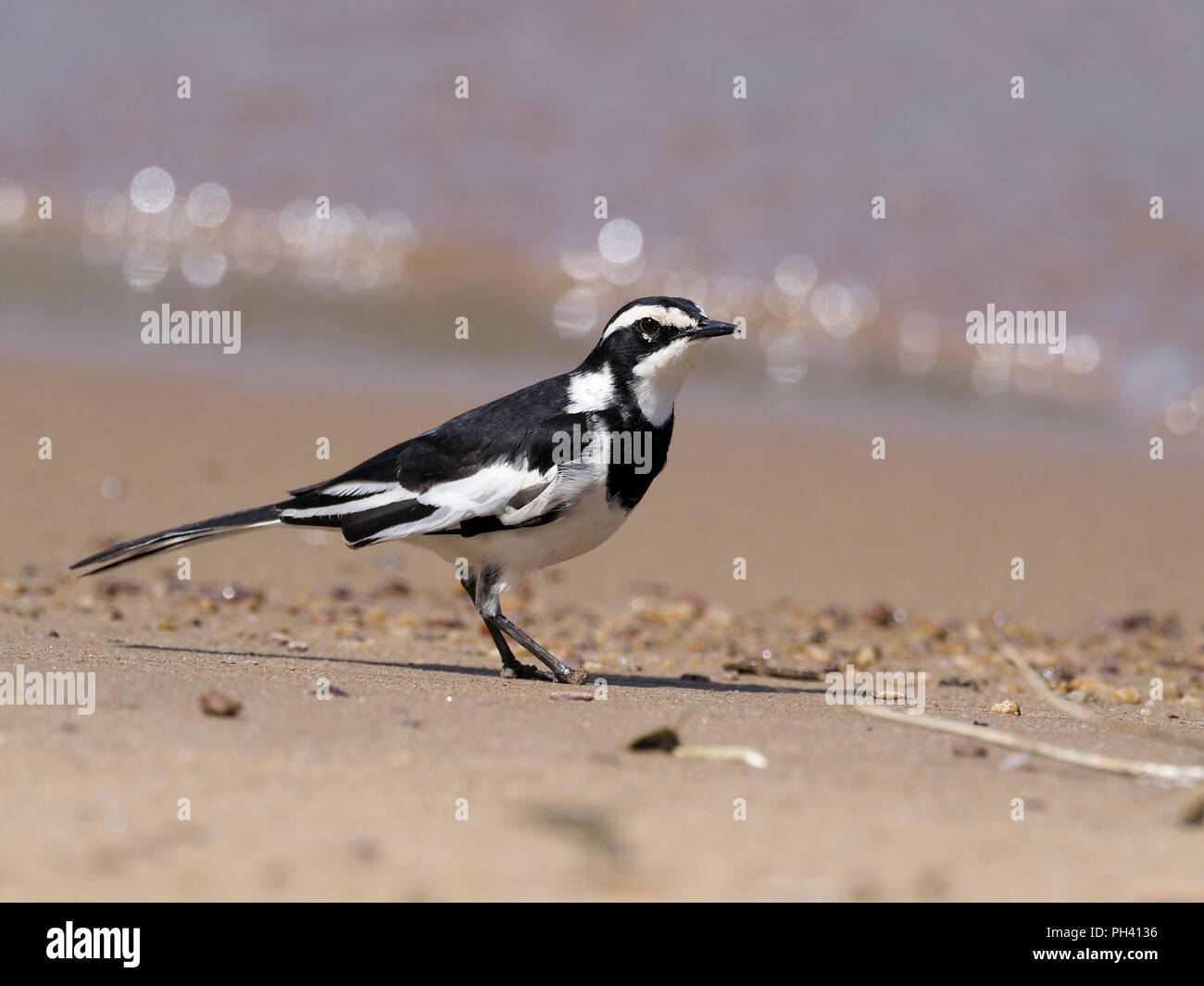 African wagtail bird hi-res stock photography and images - Alamy