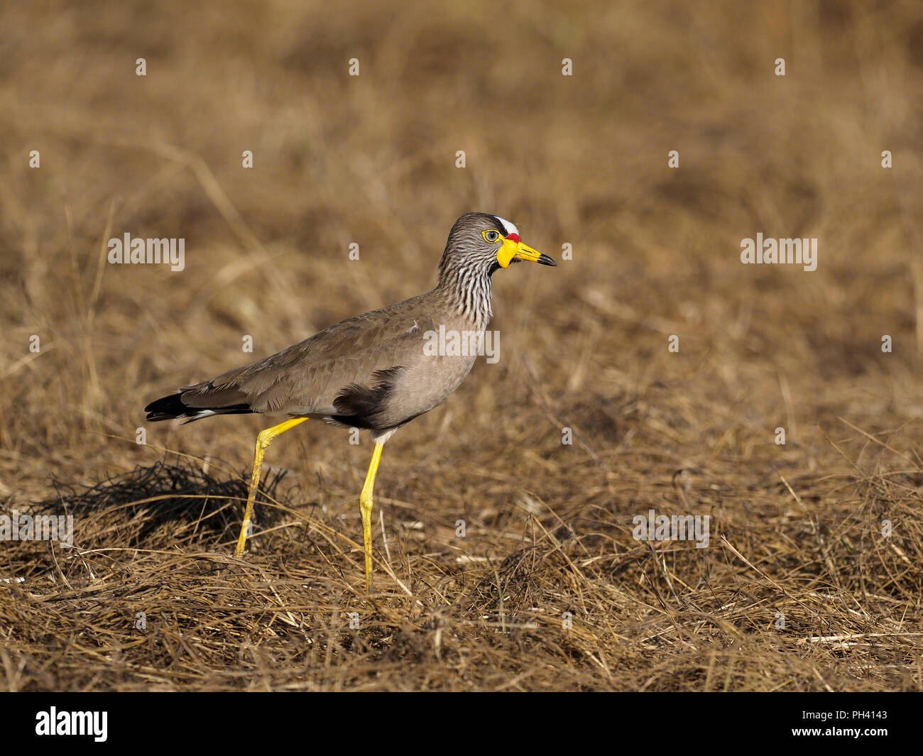 African wattled lapwing plover hi-res stock photography and images - Alamy