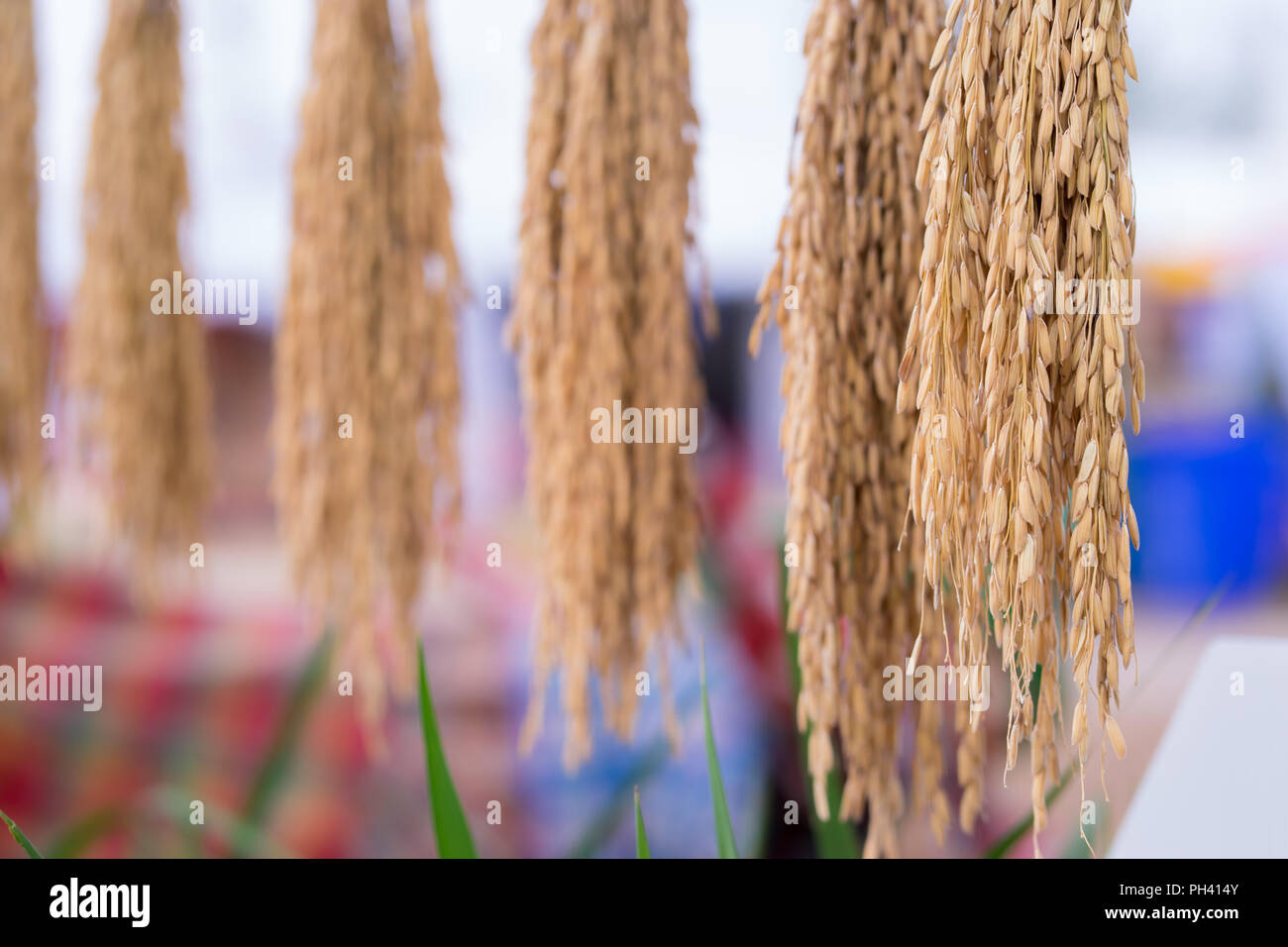 Paddy hanging from bamboo on blurred paddy background Stock Photo - Alamy