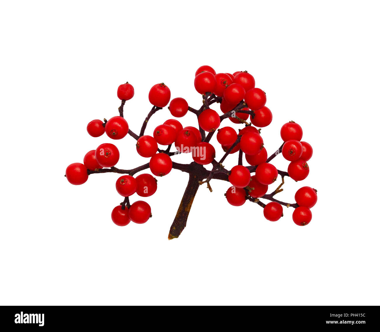 Bunch of small red berries isolated on white Stock Photo - Alamy