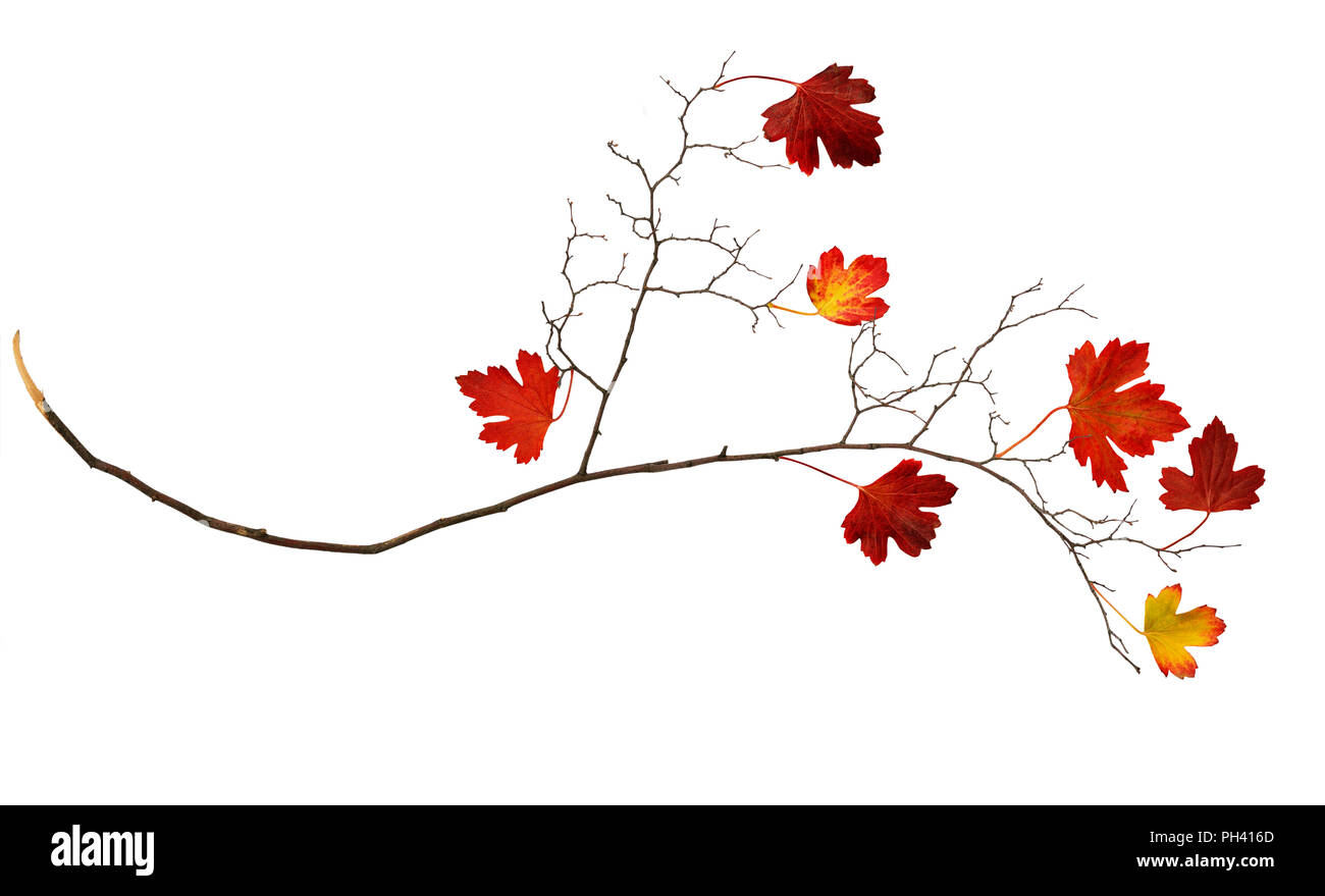 Dry autumn twig with red leaves isolated on white background Stock ...