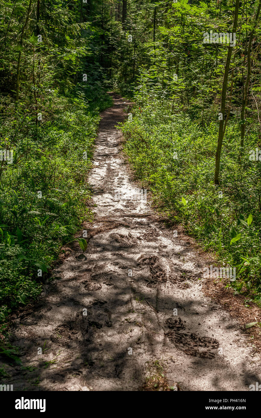 Path in the forest Stock Photo - Alamy