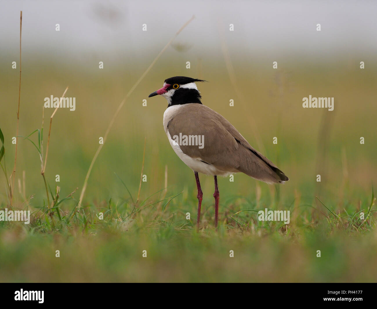 Black headed lapwing hi-res stock photography and images - Alamy