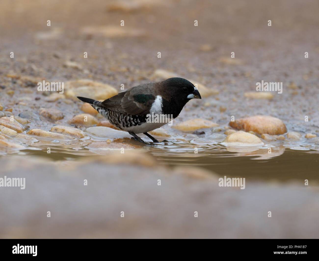 Bronze mannikin, Lonchura cucullata, Single bird by water, Uganda ...