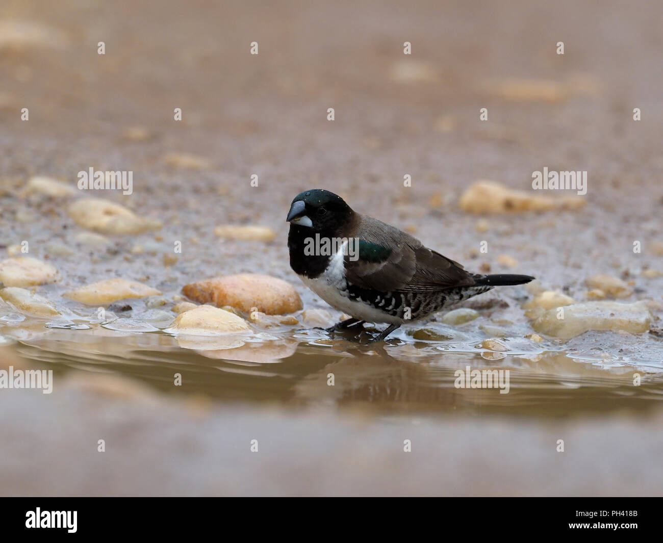 Bronze mannikin, Lonchura cucullata, Single bird by water, Uganda ...