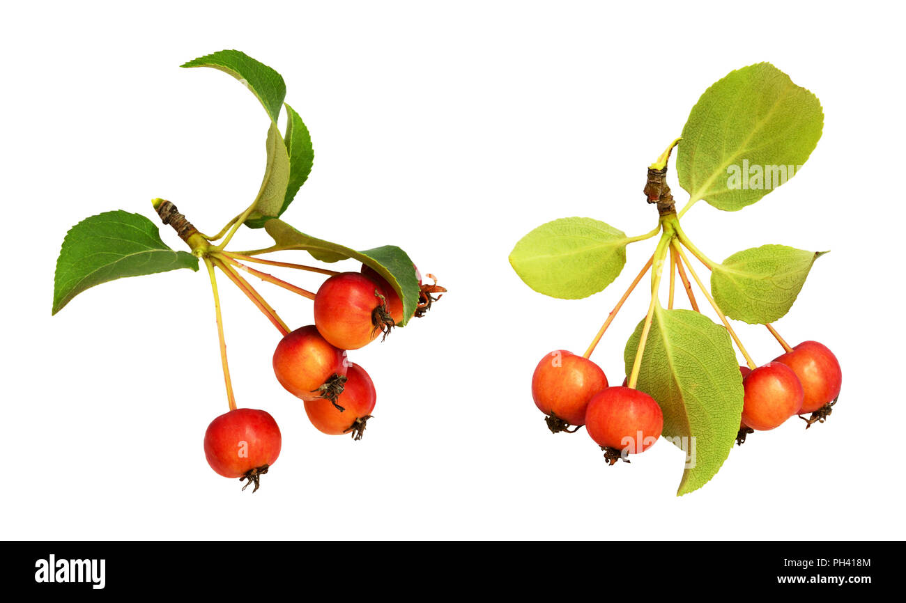 Red leaves small tree Cut Out Stock Images & Pictures - Alamy