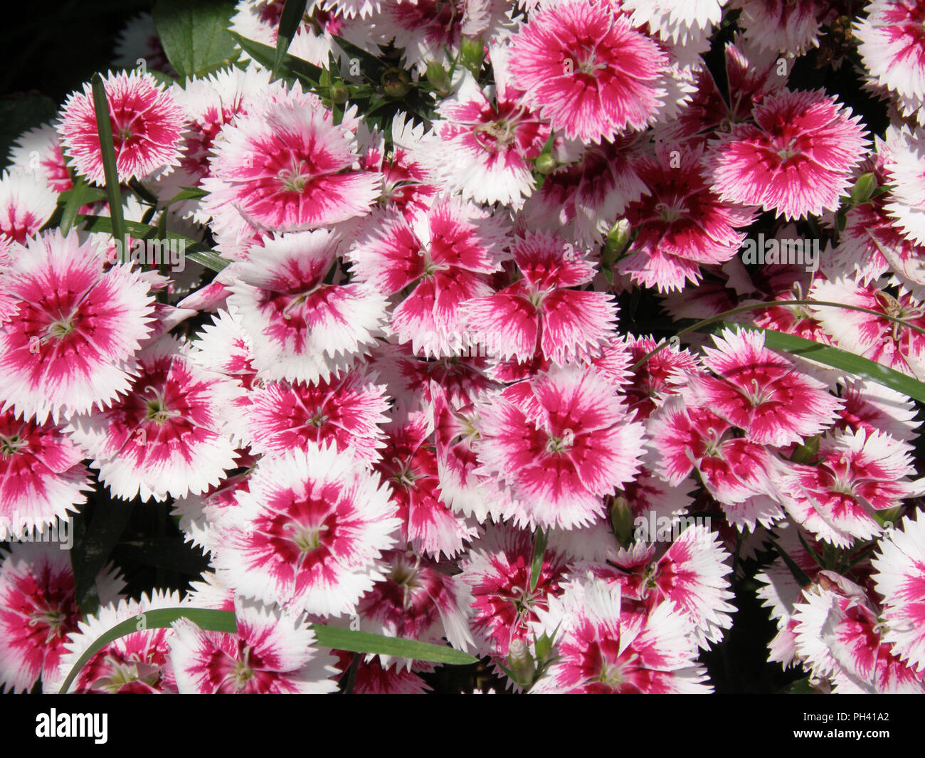 Pink sweet williams hi-res stock photography and images - Alamy