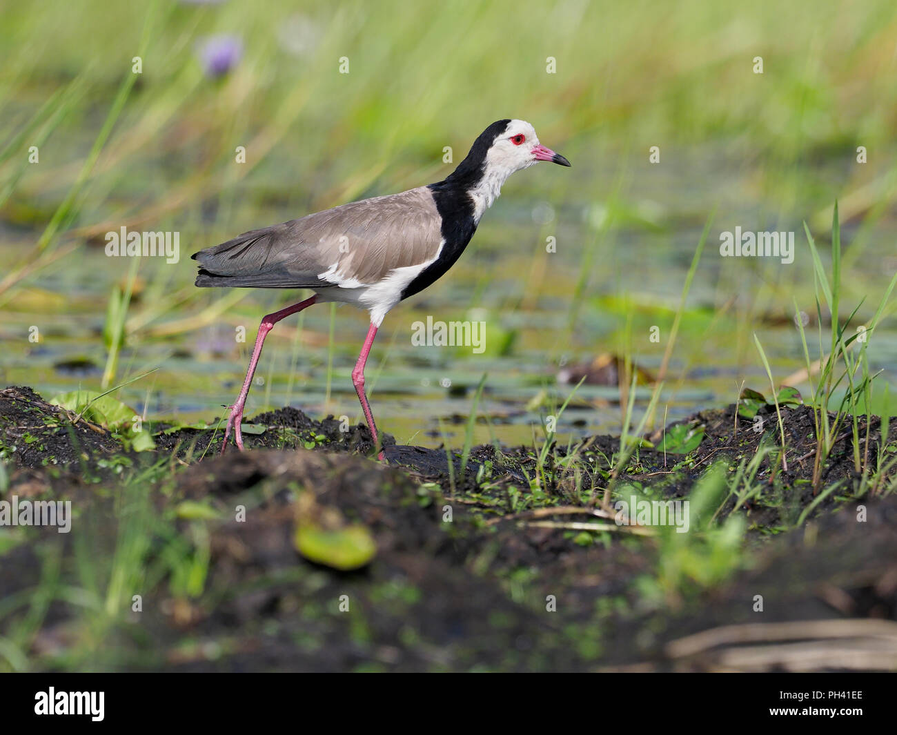 Long Toed Water Bird High Resolution Stock Photography and Images - Alamy